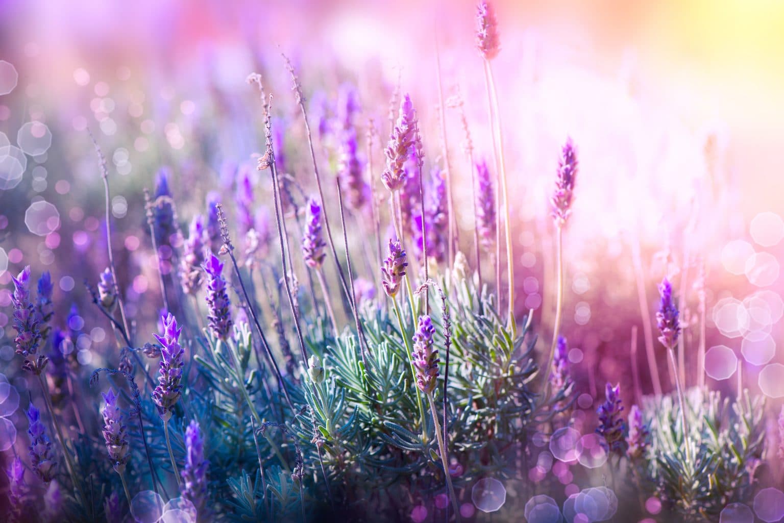 11 Flowering Plants You Can Grow From Cuttings - One Does Simply Cook!