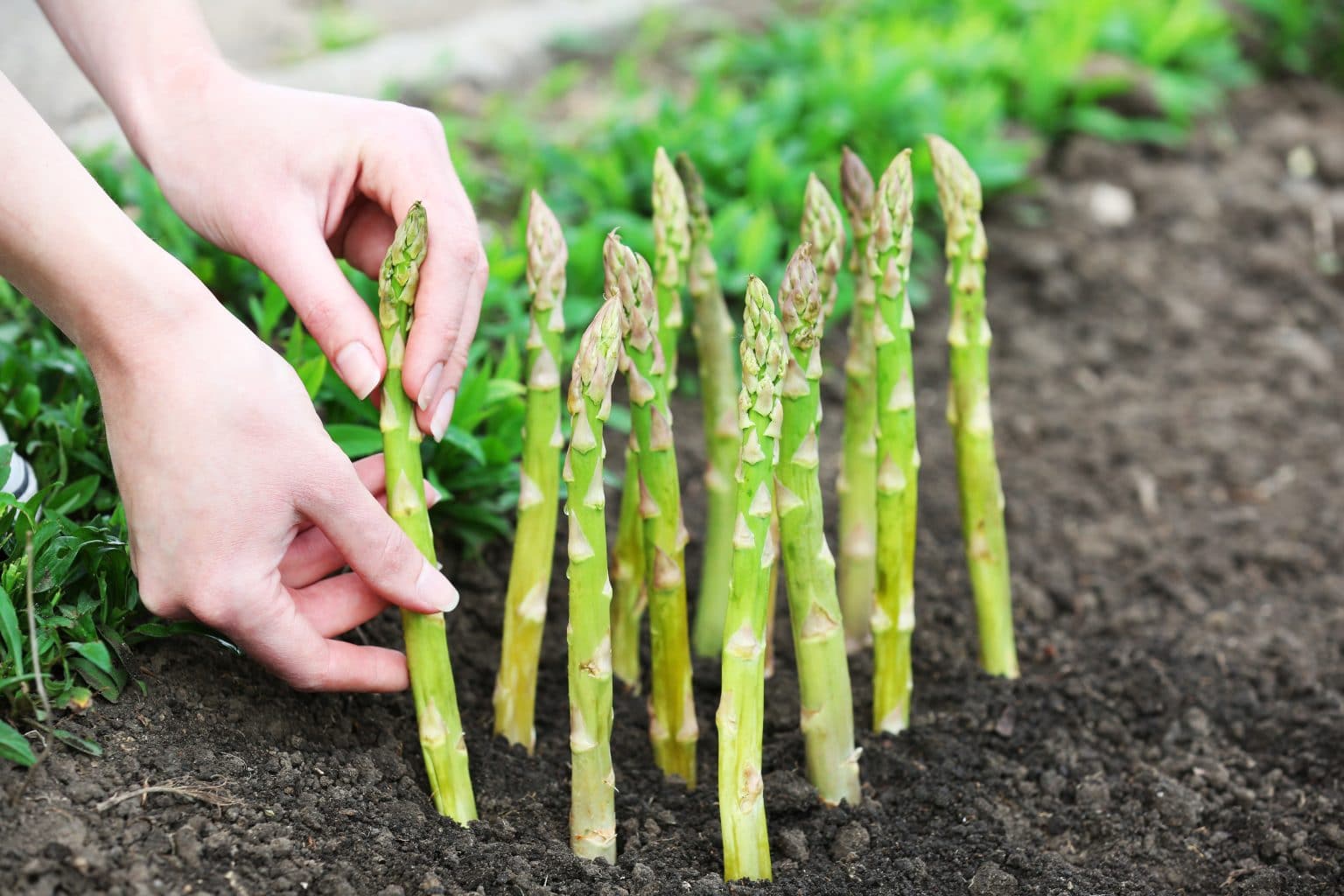 Edible Perennials - A Quick Guide - One Does Simply Cook!