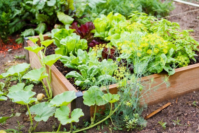 26 Brilliant Gardening Hacks You Should Try - One Does Simply Cook!