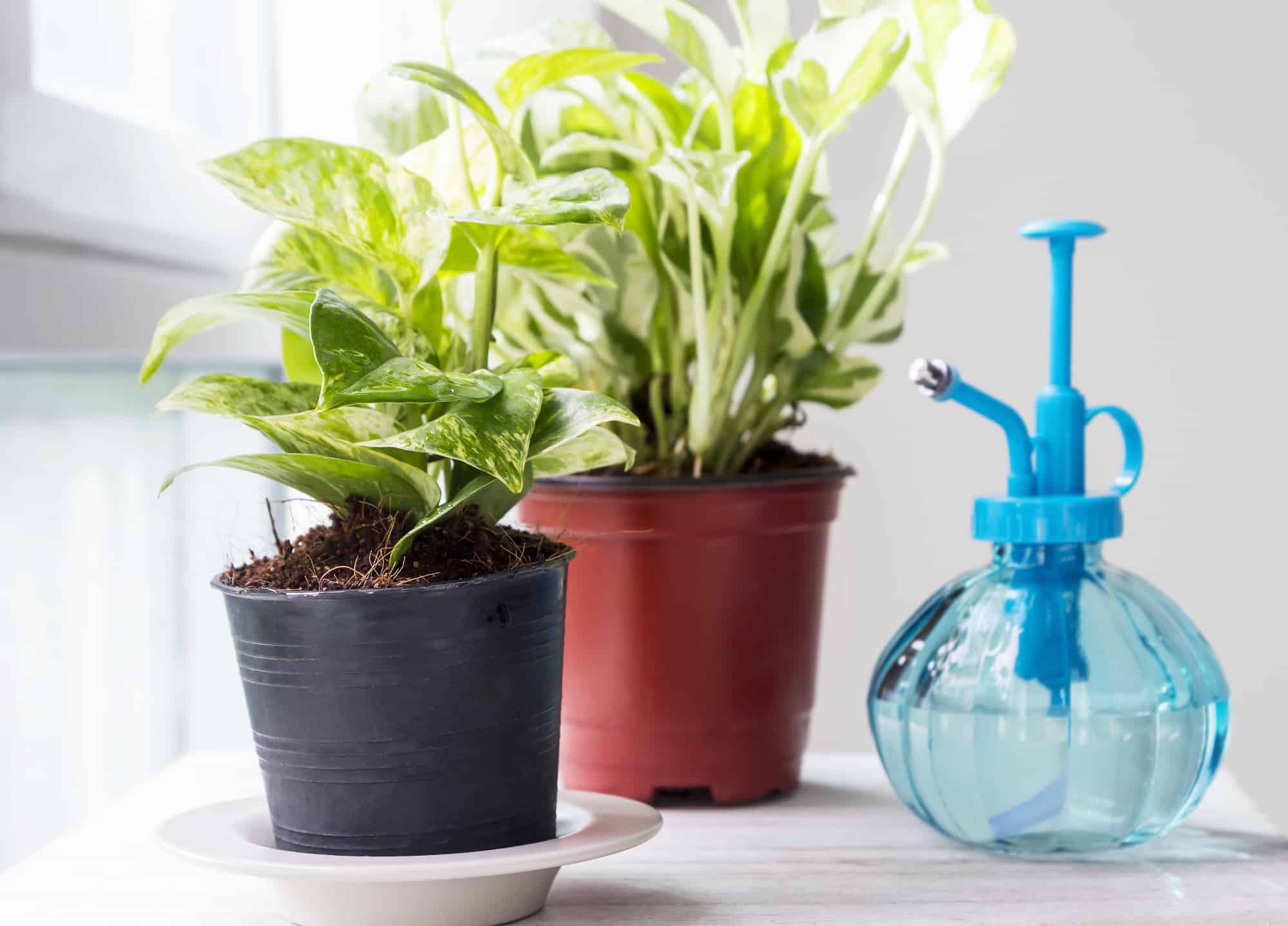 Low Maintenance Plants for Beginners - Easy to Grow, Hard to Kill - One ...